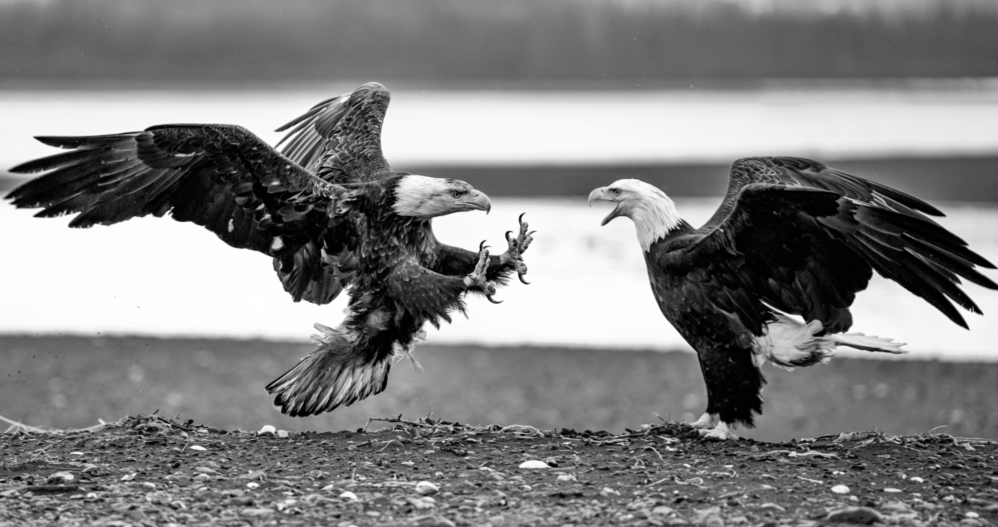 Wild Video Shows What Happens When Two Bald Eagles Clash - Wide Open Spaces