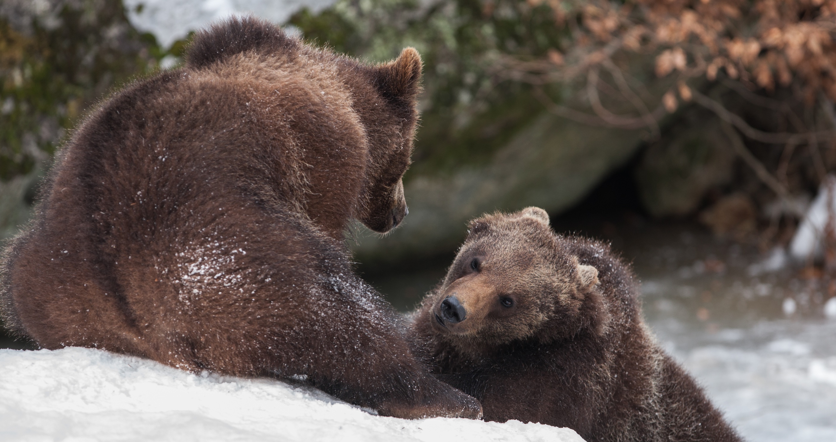 Brown Bears Have The Most Adorable Reaction To Seeing Frozen Lake ...