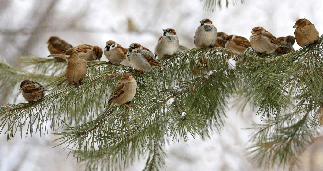 How To Decorate A Wildlife Friendly Tree - Wide Open Spaces
