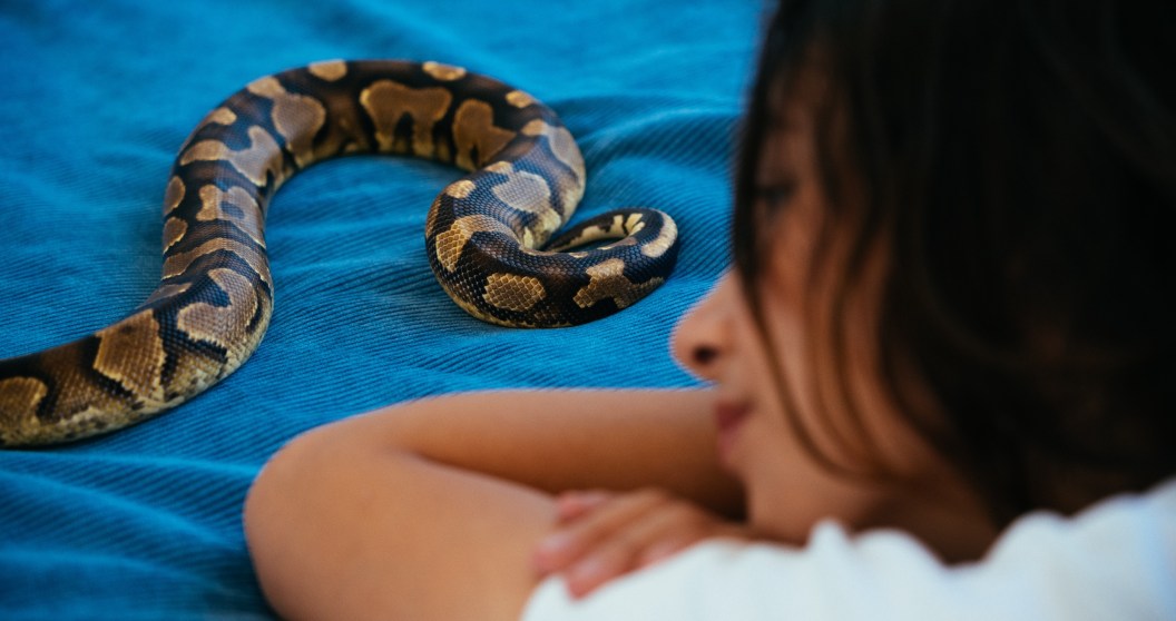 Sleep Tight And Don't Let The Bed Snakes Bite? Woman Gets Bitten By ...