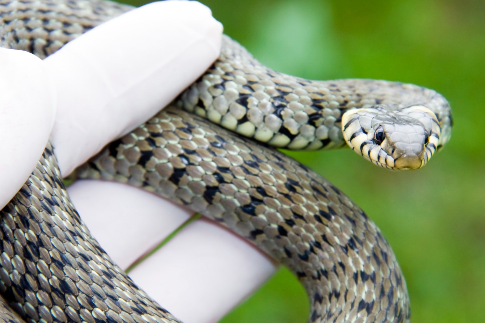 Sleep Tight And Don't Let The Bed Snakes Bite? Woman Gets Bitten By ...