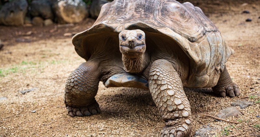 How 100 Pound Tortoise Survived The Wildfire In California - Wide Open ...