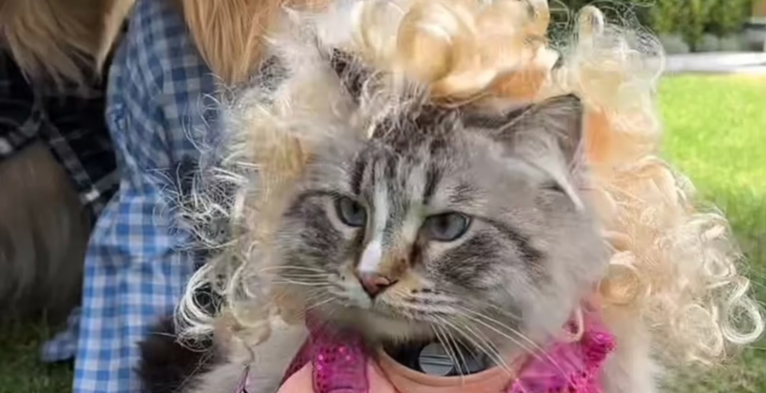 Celebrities Draw Backlash For Dressing Up Their Cats - Wide Open Spaces