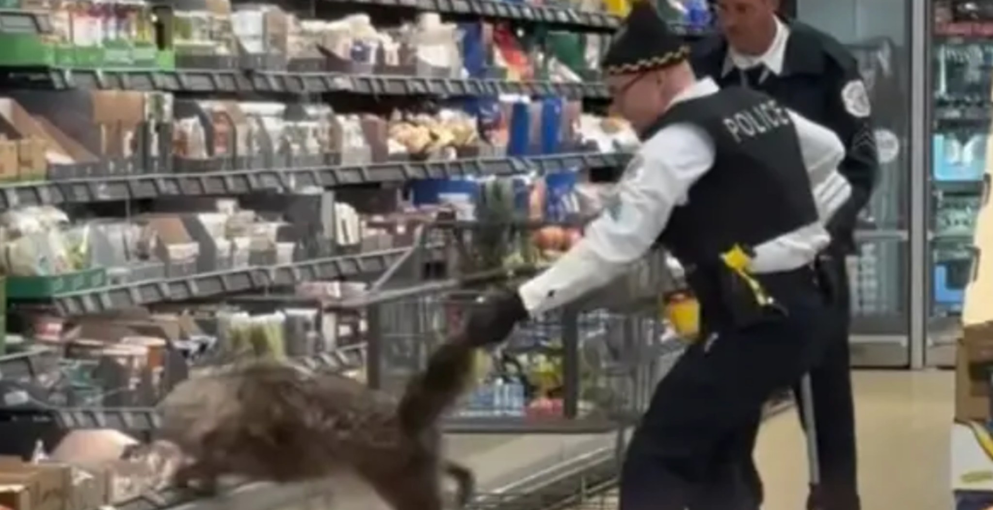Chicago Shoppers Shocked To Find Wild Coyote Hiding In Aldi: See Wild ...