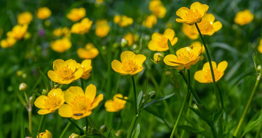 9 Most Common Poisonous Plants And How To Recognize Them - Wide Open Spaces