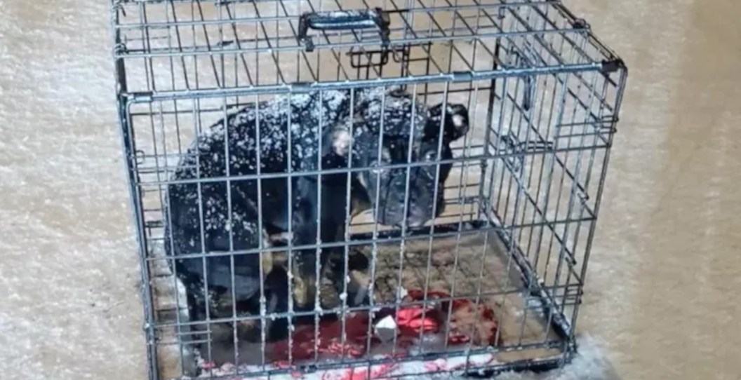 Dog Abandoned Outdoors In A Cage In The Middle Of A Blizzard - Wide ...