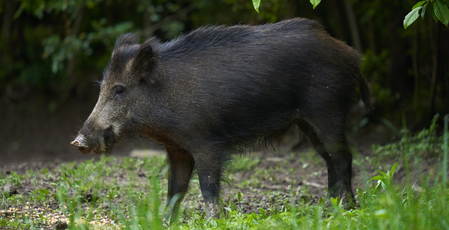 Feral Pigs Are Terrorizing A Texas Town: Frustated Locals Speak Out ...