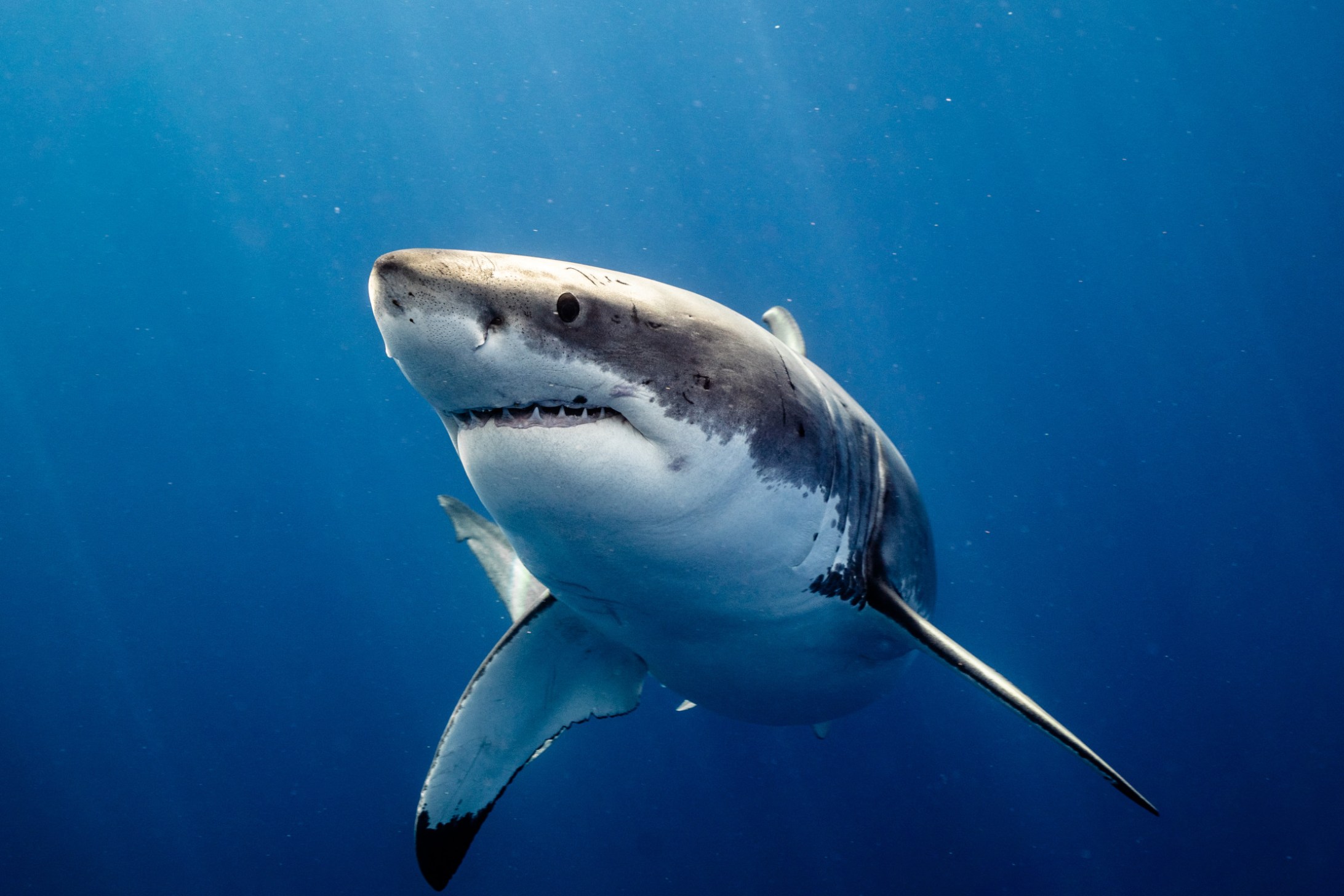 The Truth About Shark Nets And Their Effectiveness - Wide Open Spaces