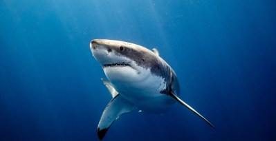 The Truth About Shark Nets And Their Effectiveness - Wide Open Spaces