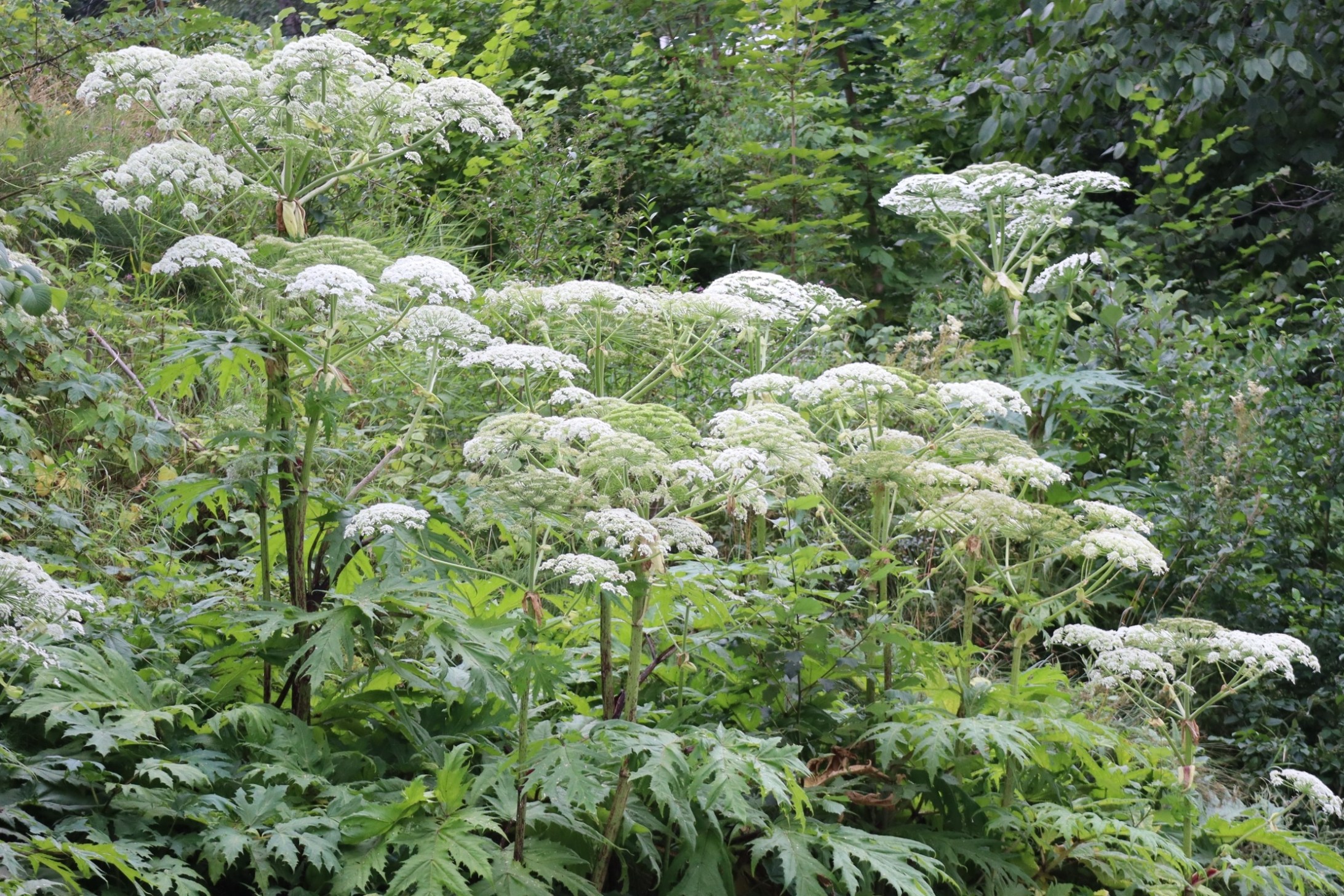 9 Most Common Poisonous Plants And How To Recognize Them - Wide Open Spaces