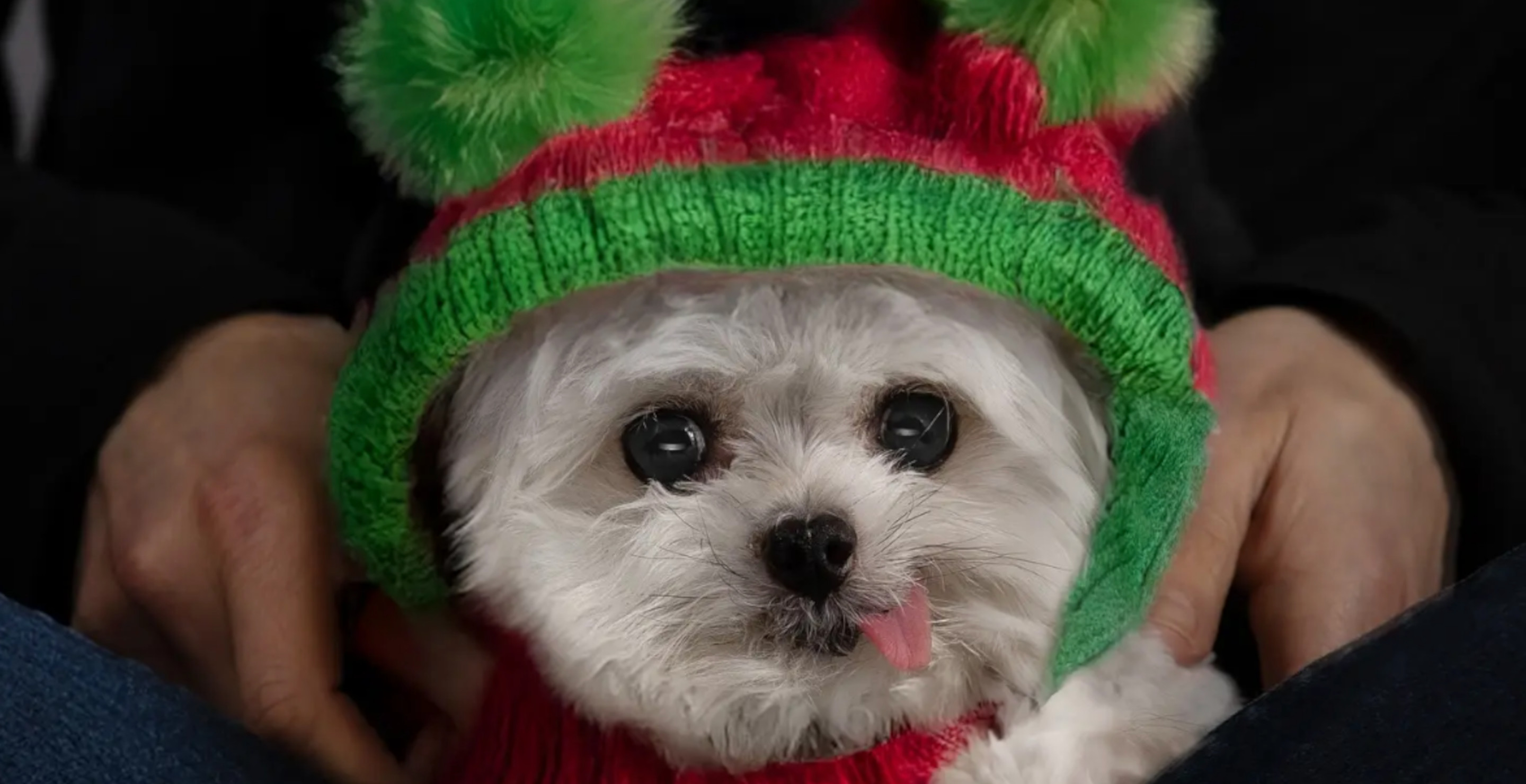 Internet Famous Dog, Norbert, Is Dead At 15 As Owner Shares ...