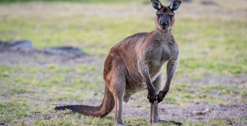 Get A Kick Out Of These 4 Incredible Kangaroo Facts - Wide Open Spaces