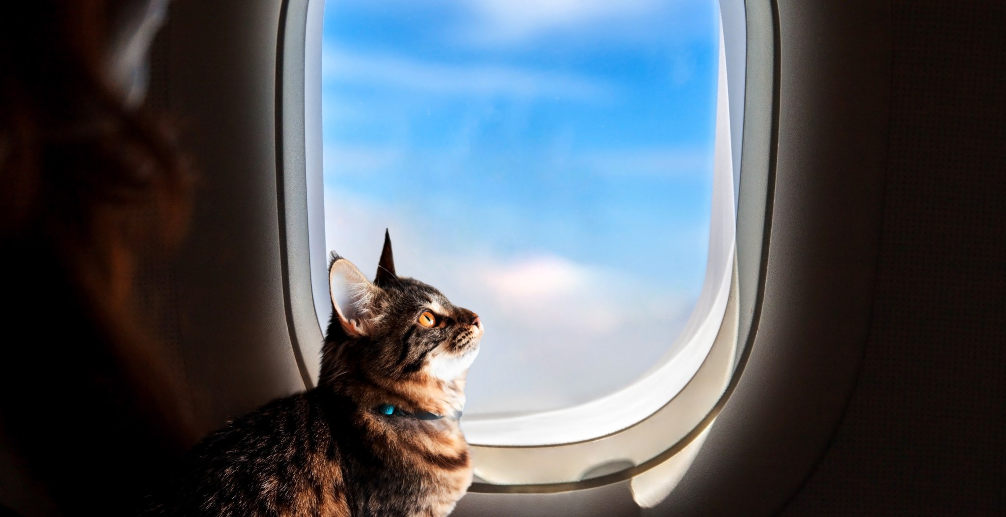 Mittens The Cat Ends Up Completing Three Flights After Being Forgotten ...
