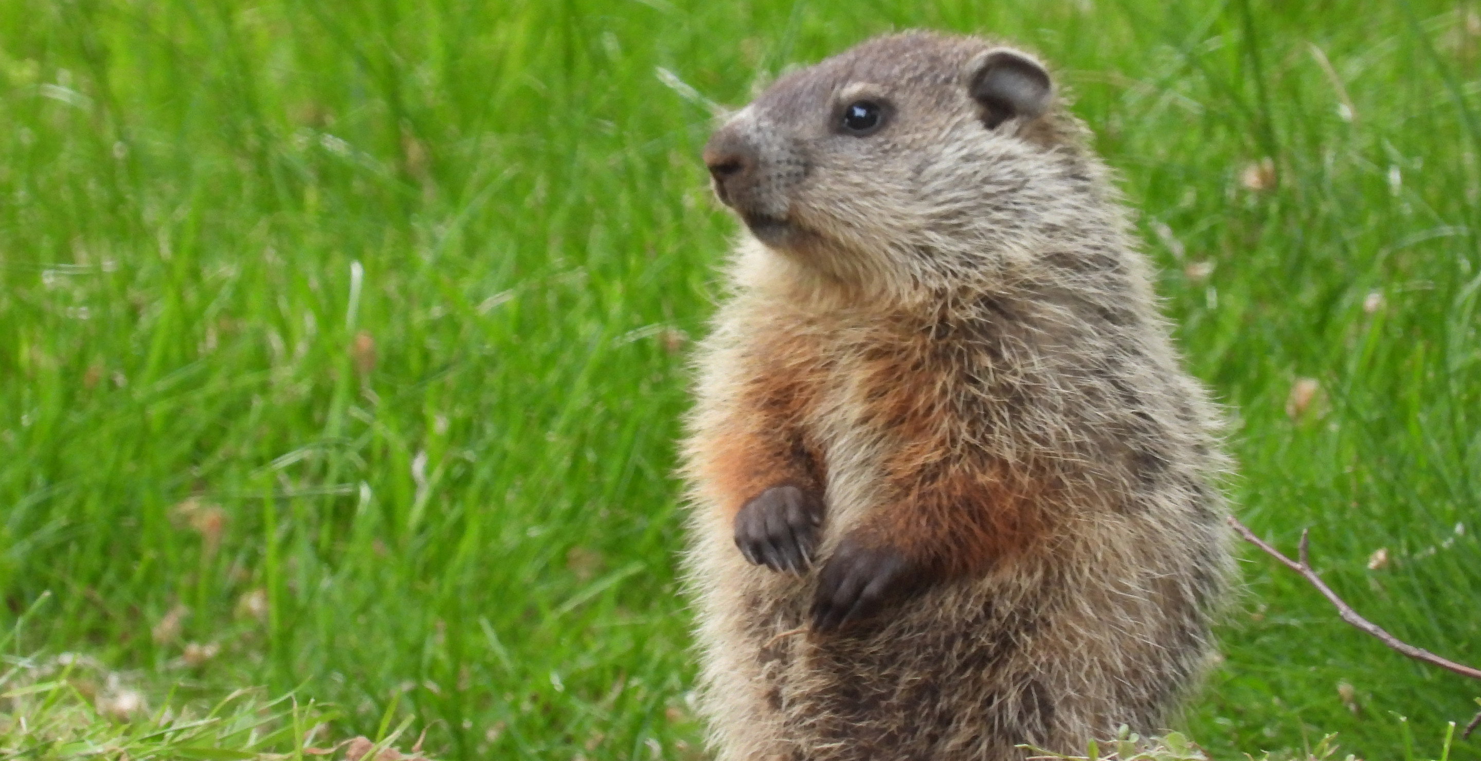 PETA Wants To Get Rid Of Groundhog's Day And Replace It With A Vegan ...