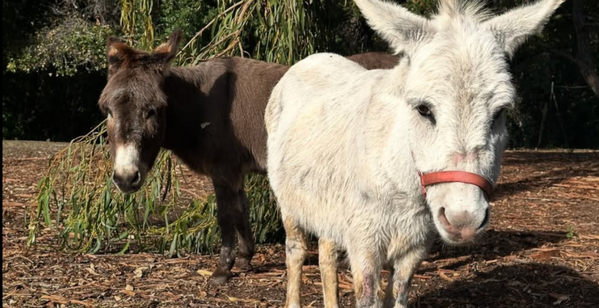 Perry, The Real Life Inspiration For 'Shrek' Character Donkey, Dies At ...