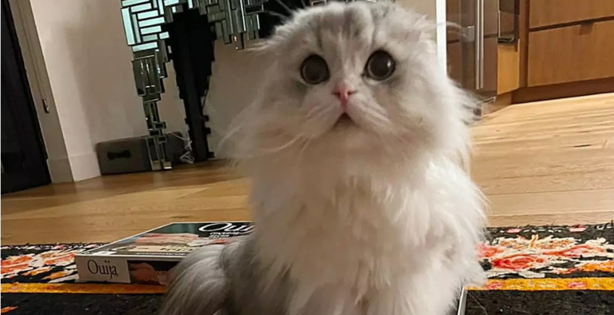 Popular Singer Mourns The Loss Of Her Beloved Cat In Heartbreaking ...