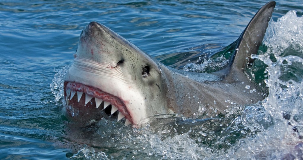 Here Are The World's Top Shark Attack Hotspots You Should Know About ...