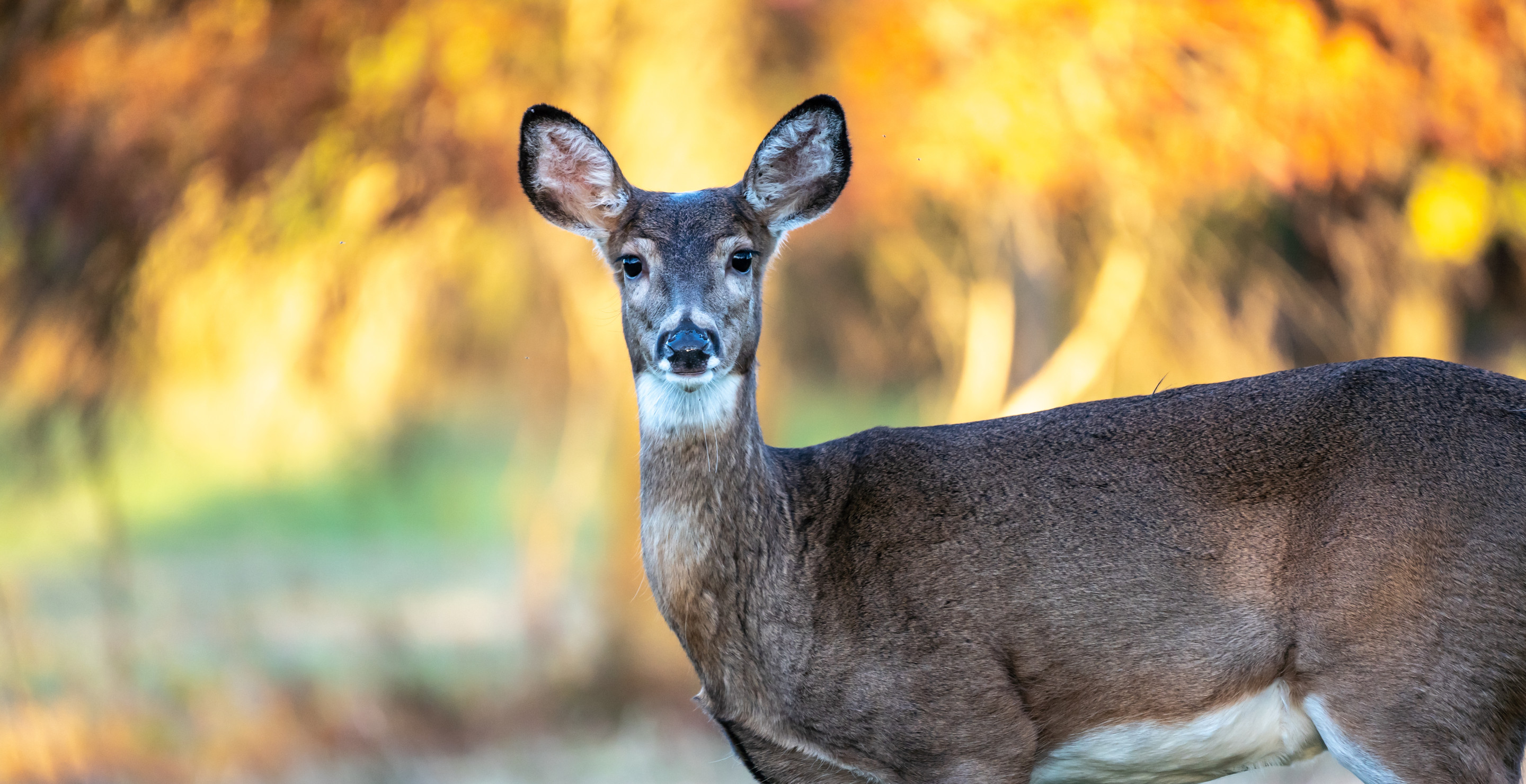 Zombie Deer Disease Could Be Close To Making Jump To Humans: Scientists ...