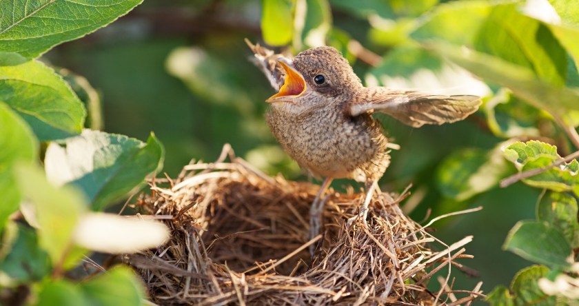 Mysterious Bird Calls From Space Have Scientists Perplexed - Wide Open Spaces