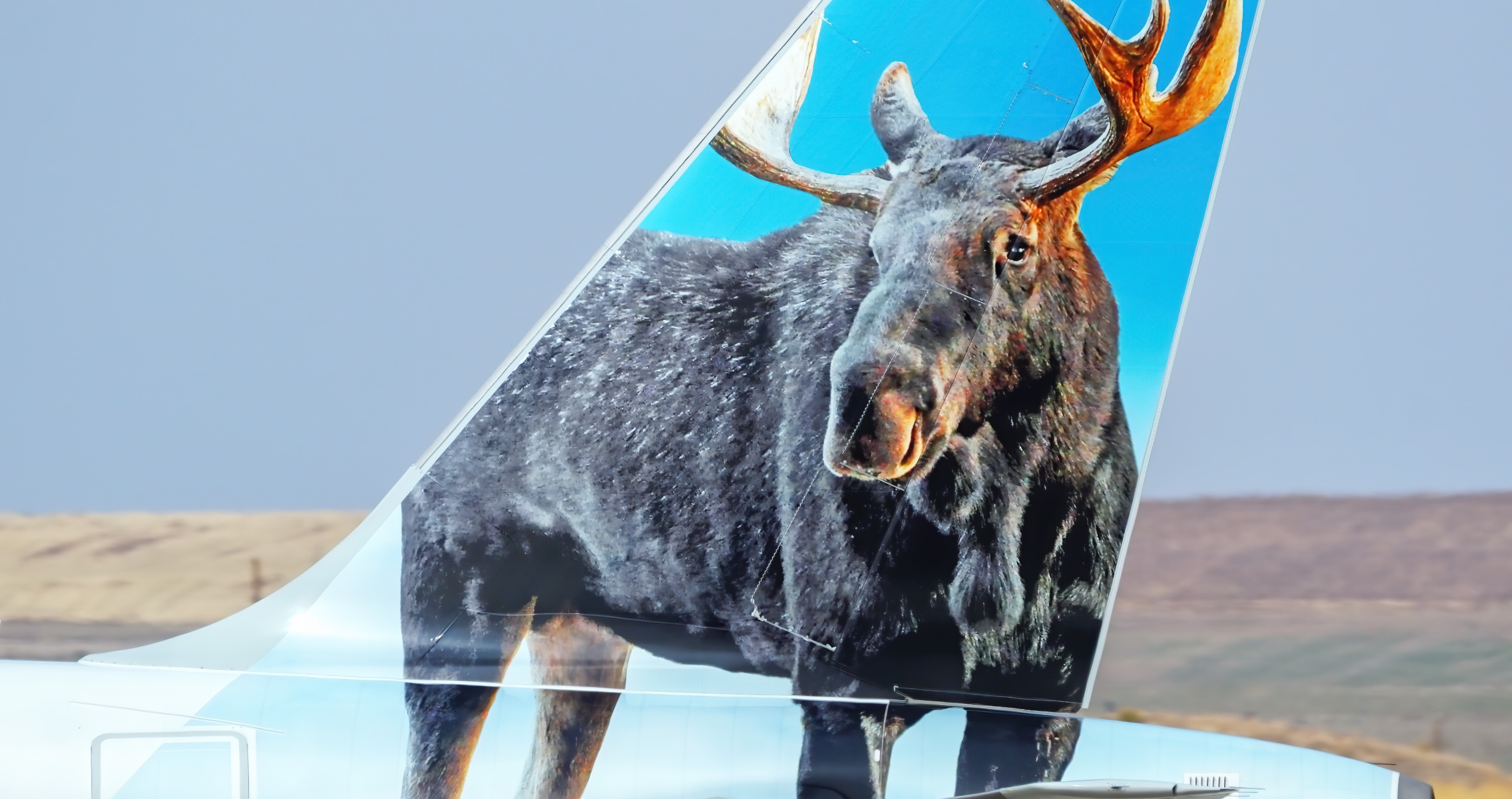 Turns Out Bizarre Alaskan Law About Moose And Airplanes Doesn't Exist ...
