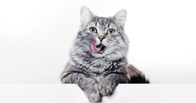 How A Cat Saved Its Owner From A Venomous Snake Lurking In His House ...