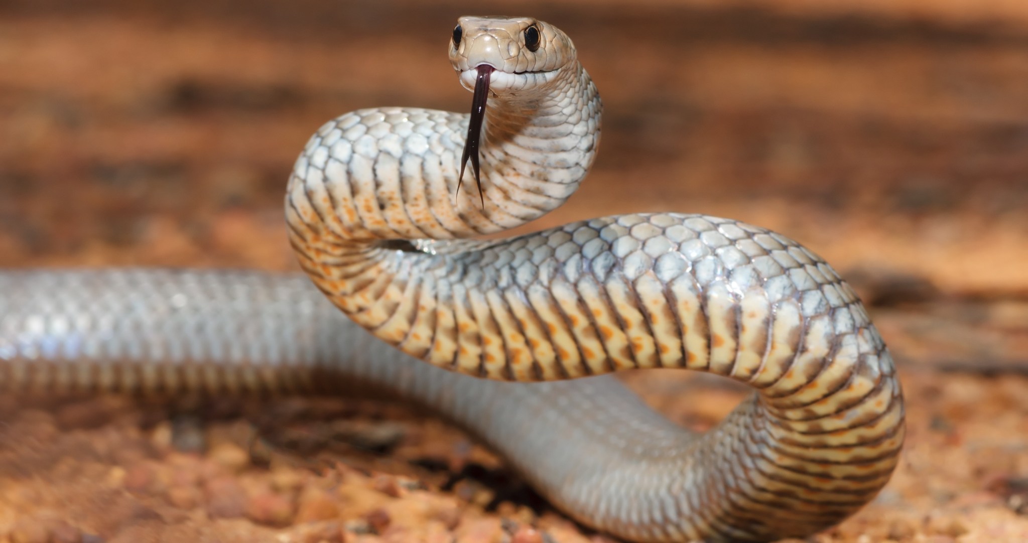 How A Cat Saved Its Owner From A Venomous Snake Lurking In His House ...