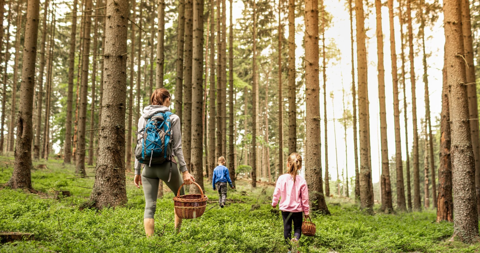 Foraging For Food: The Do's And Don't About Finding Food In The Forest ...