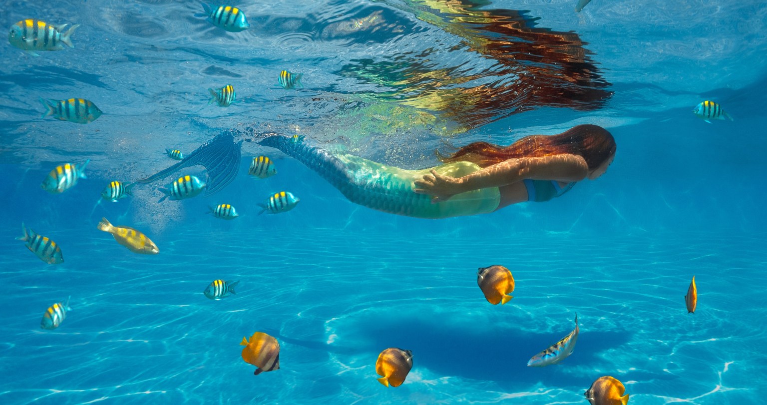 Giant Fish Takes A Bite Out Of Mermaid Performer During Show: See Video ...