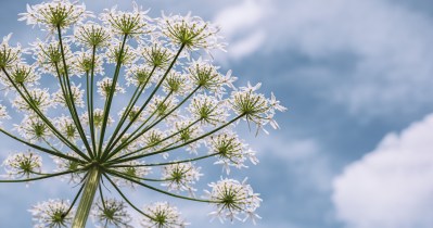 9 Most Common Poisonous Plants And How To Recognize Them - Wide Open Spaces