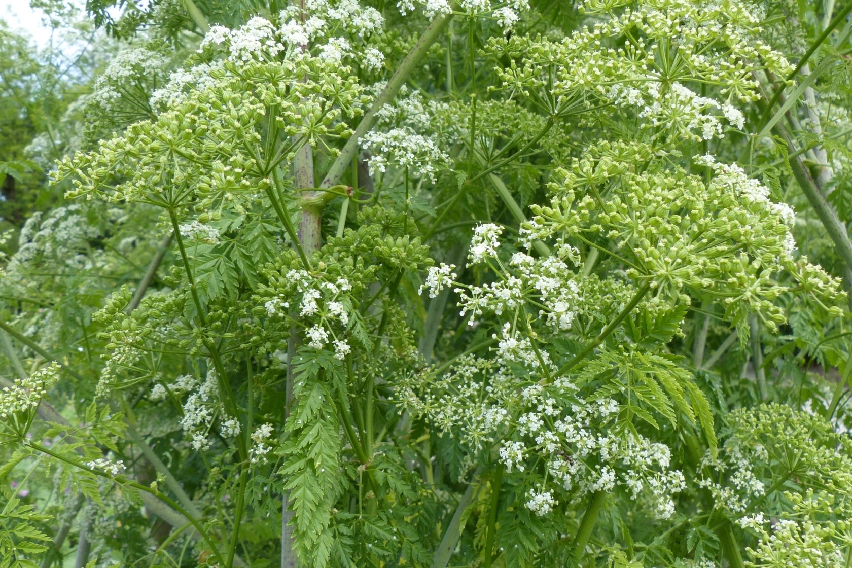 9 Most Common Poisonous Plants And How To Recognize Them - Wide Open Spaces