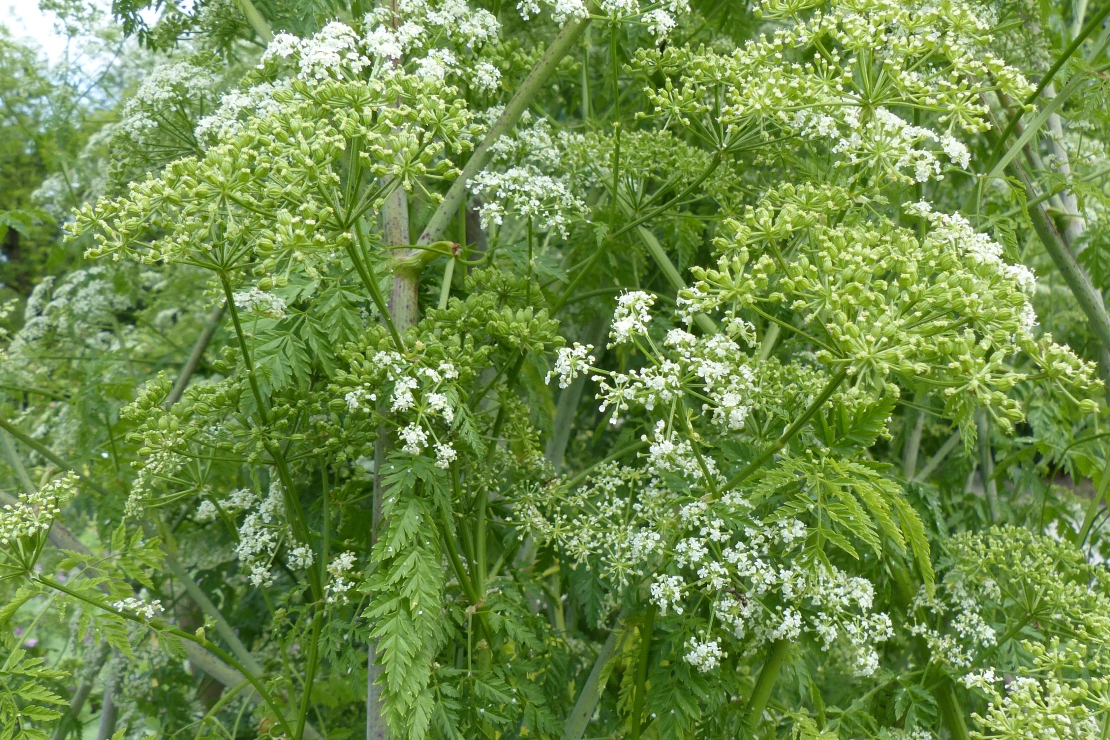 9 Most Common Poisonous Plants And How To Recognize Them - Wide Open Spaces