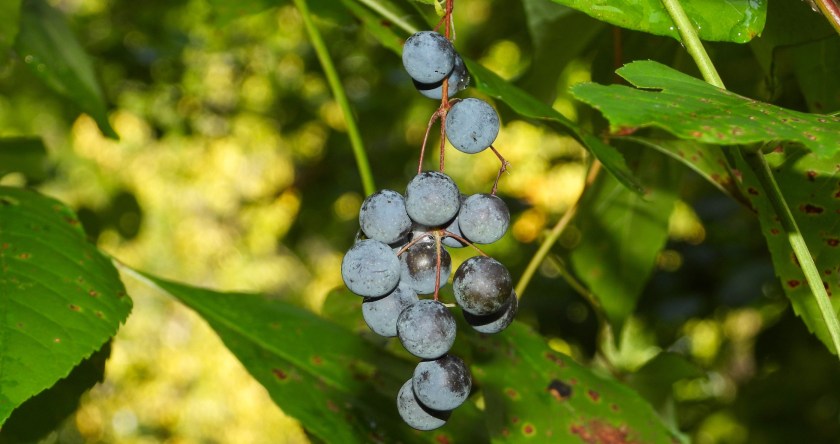 9 Most Common Poisonous Plants And How To Recognize Them - Wide Open Spaces