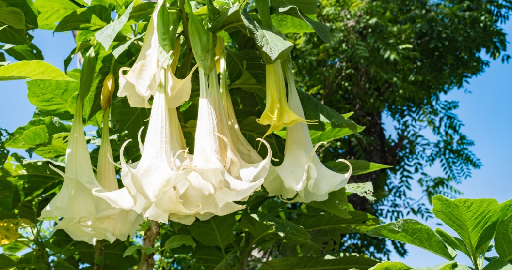 9 Most Common Poisonous Plants And How To Recognize Them - Wide Open Spaces