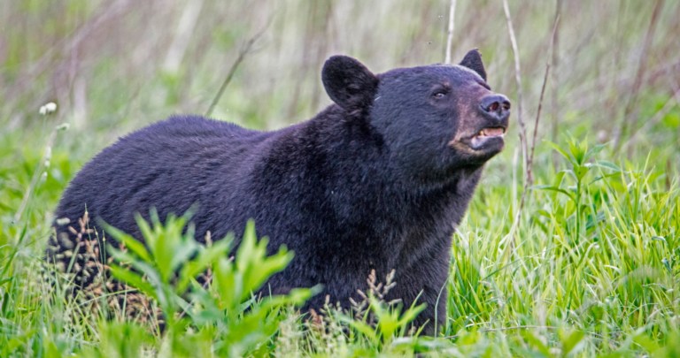 Pennsylvania Man Springs Into Action And Saves Neighbor From Bear ...