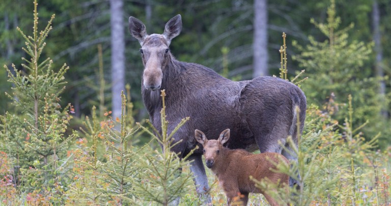 In The Case Of Moose Vs Car, Video Shows Why Moose Always Wins - Wide ...