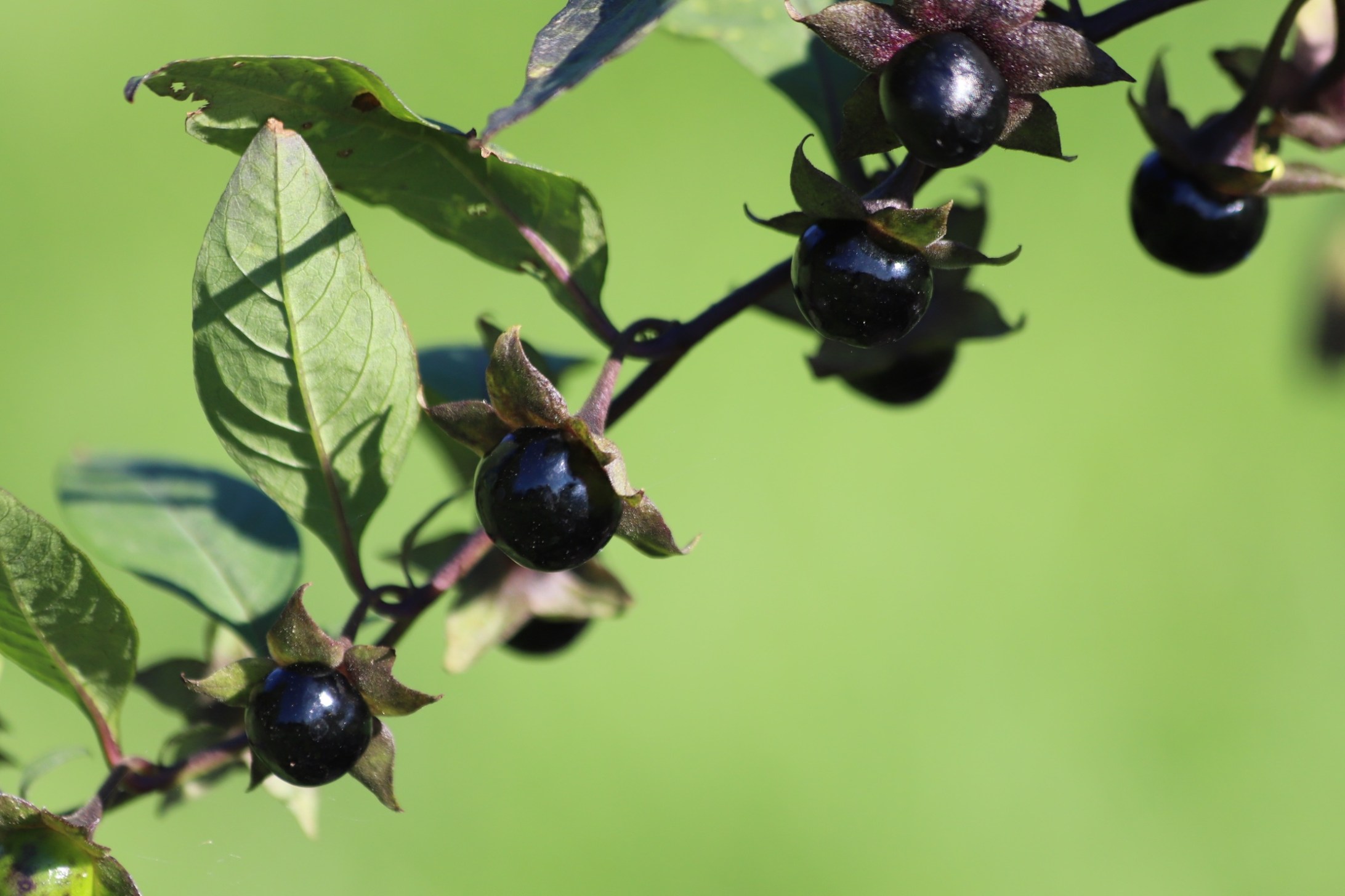 9 Most Common Poisonous Plants And How To Recognize Them - Wide Open Spaces