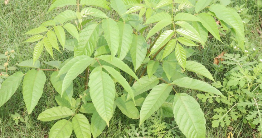 9 Most Common Poisonous Plants And How To Recognize Them - Wide Open Spaces