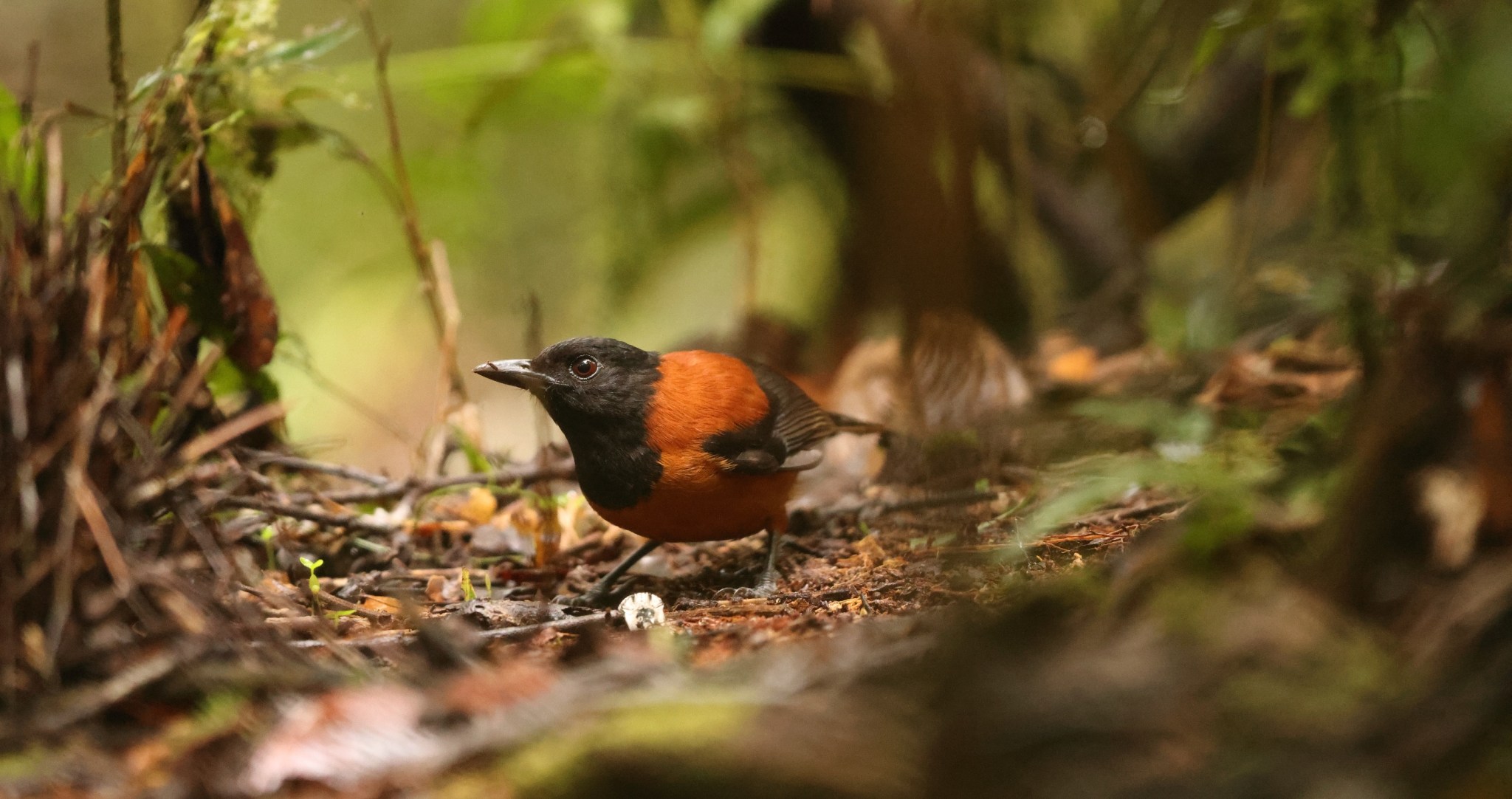 Wait, Poisonous Birds Are A Real Thing? 4 Species Identified - Wide ...