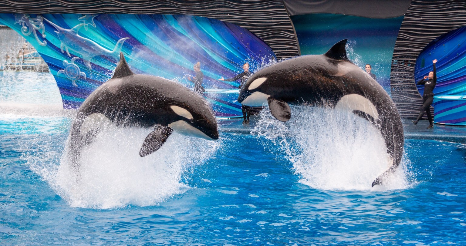 Real Life Free Willy: Man Desperately Tries To Save 2 Orcas From ...