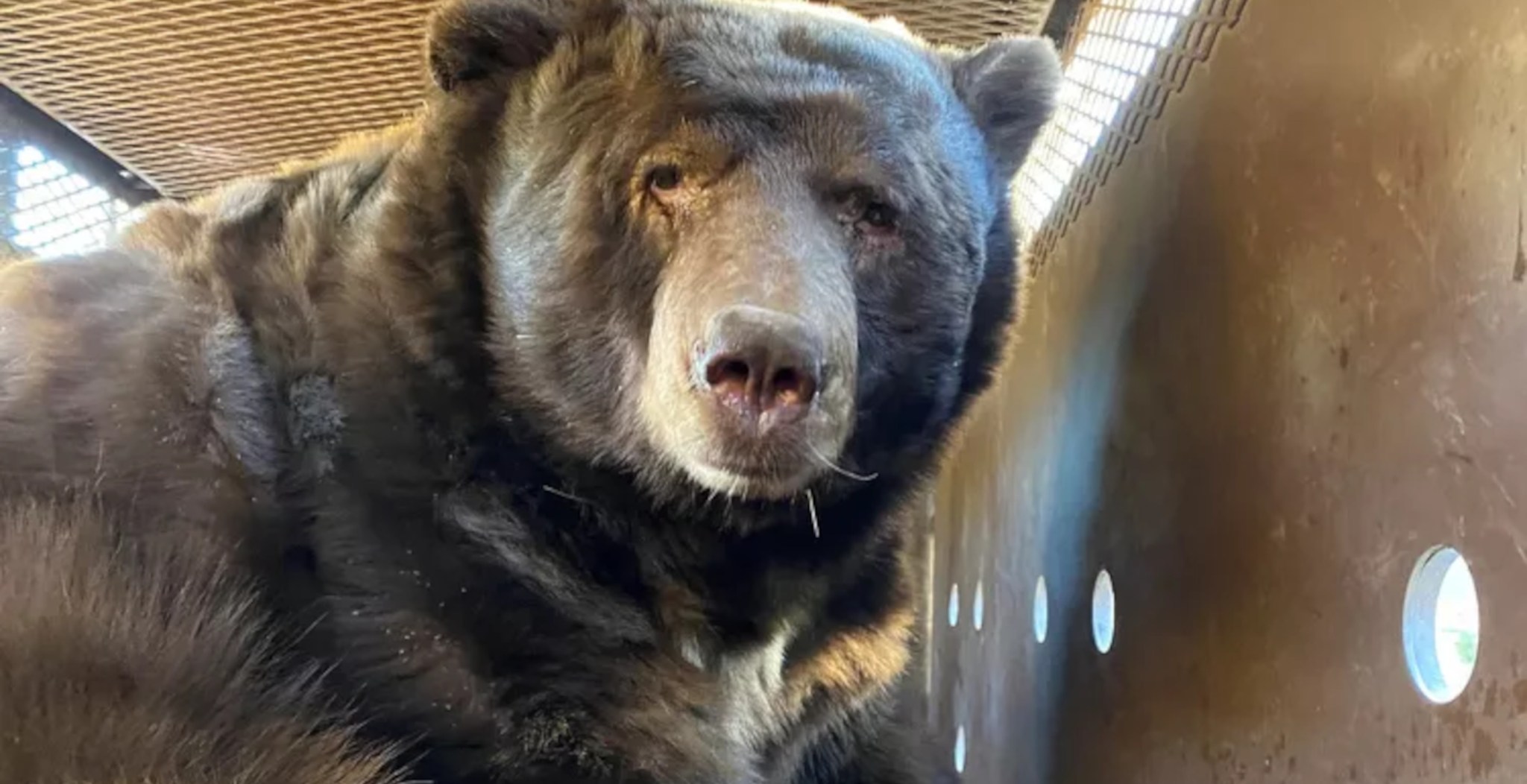 525 Pound Bear Discovered Under Evacuated California Home - Wide Open Spaces