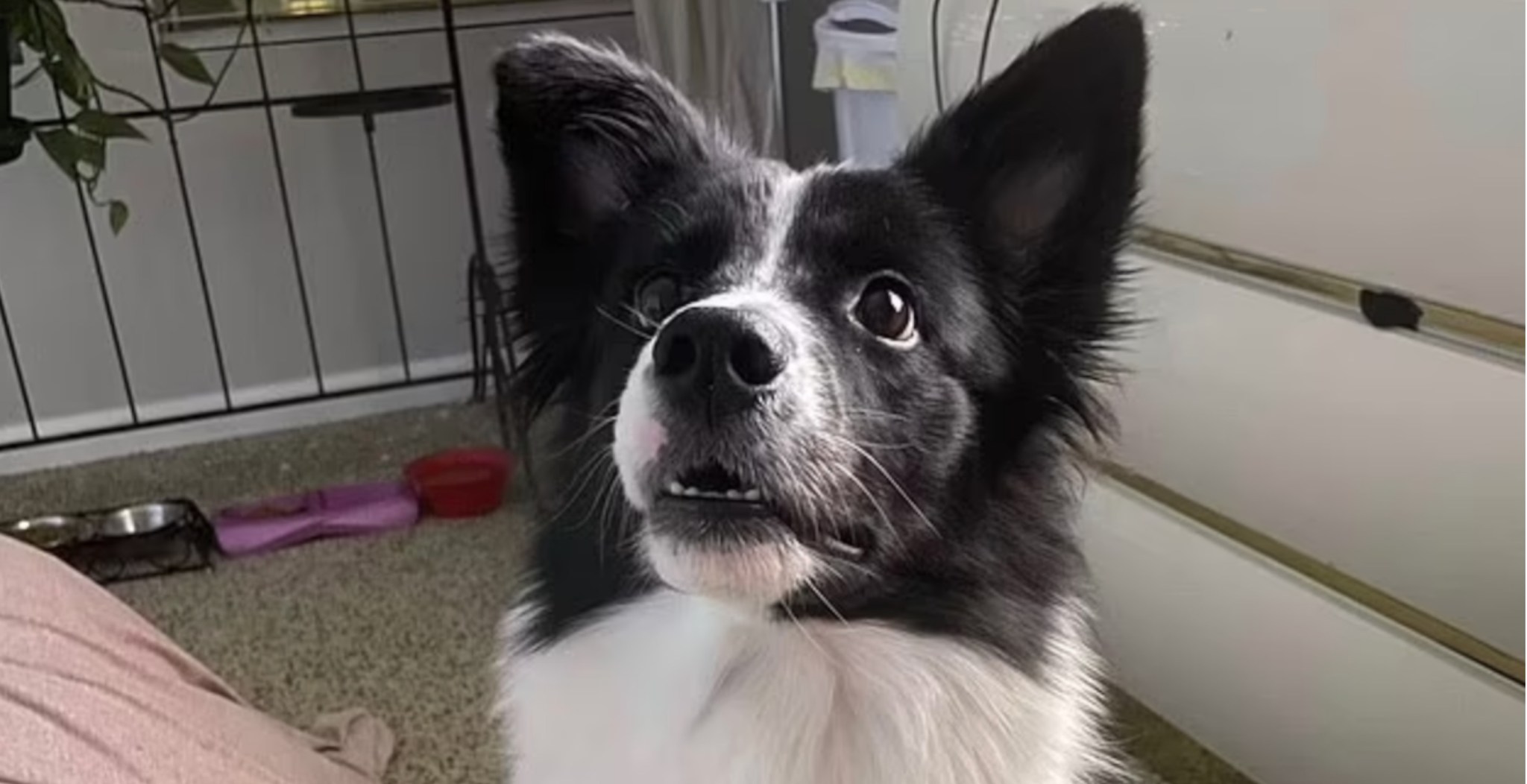 Another Woman Has Been Arrested For Sickening Acts With Her Dog And ...