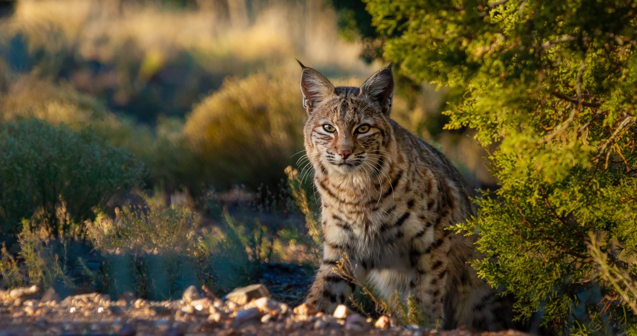 Bobcat Shows Off Its Ninja Skills On Unaware Squirrel - Wide Open Spaces