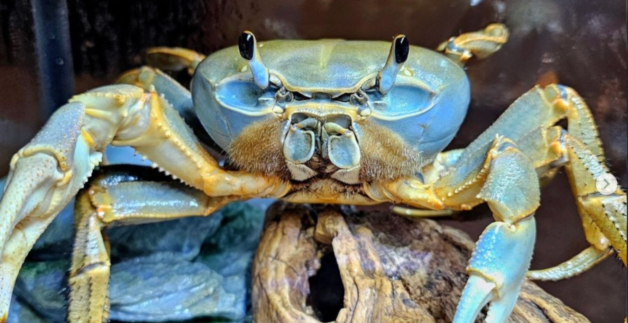 Howie The Crab Has Died At 9 As Fans Mourn The Loss - Wide Open Spaces
