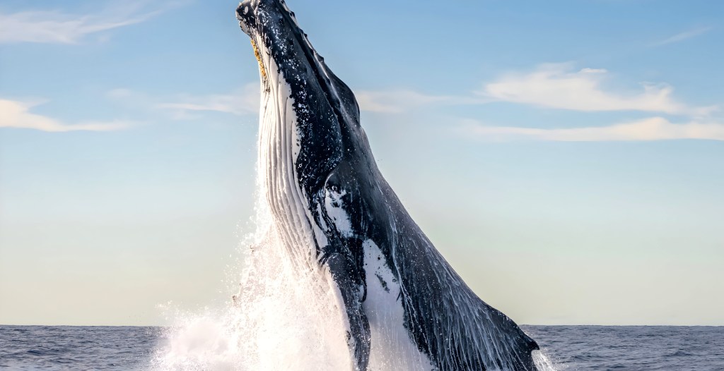 Kayaker Gets Swallowed By A Humpback Whale In Terrifying Moment - Wide ...