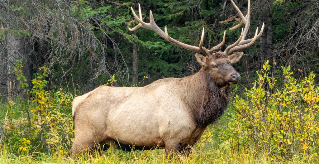 Multiple Elk Have Died After Eating Poisonous Plants In Montana ...