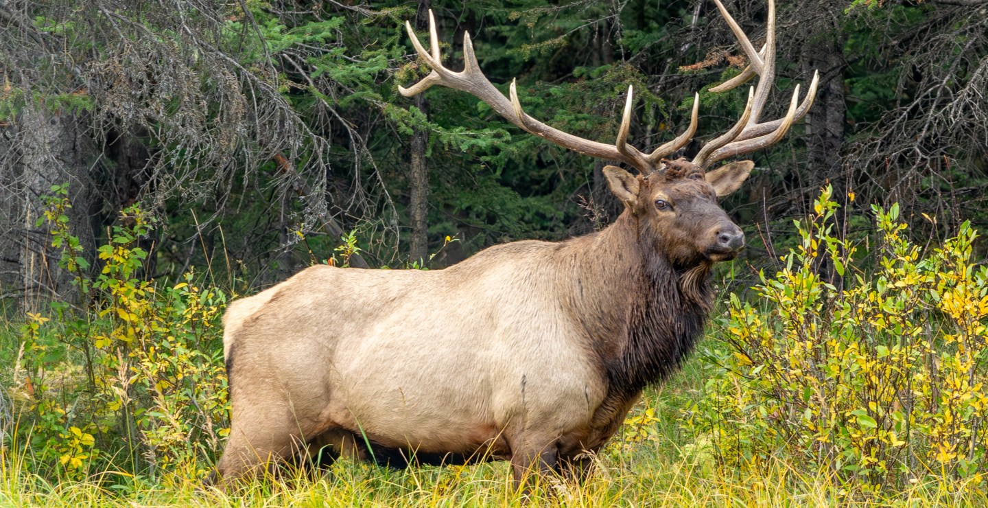 Multiple Elk Have Died After Eating Poisonous Plants In Montana ...