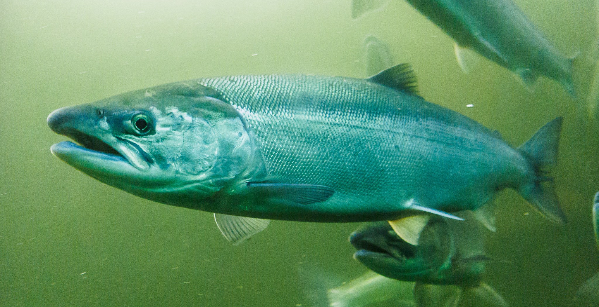 People Are Injecting Salmon And Trout Sperm Into Their Face To Try To ...