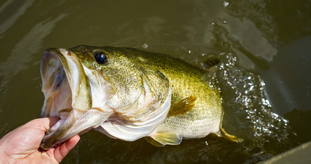 Massive Record Breaking Bass Hooked During Florida Fishing Tournament ...