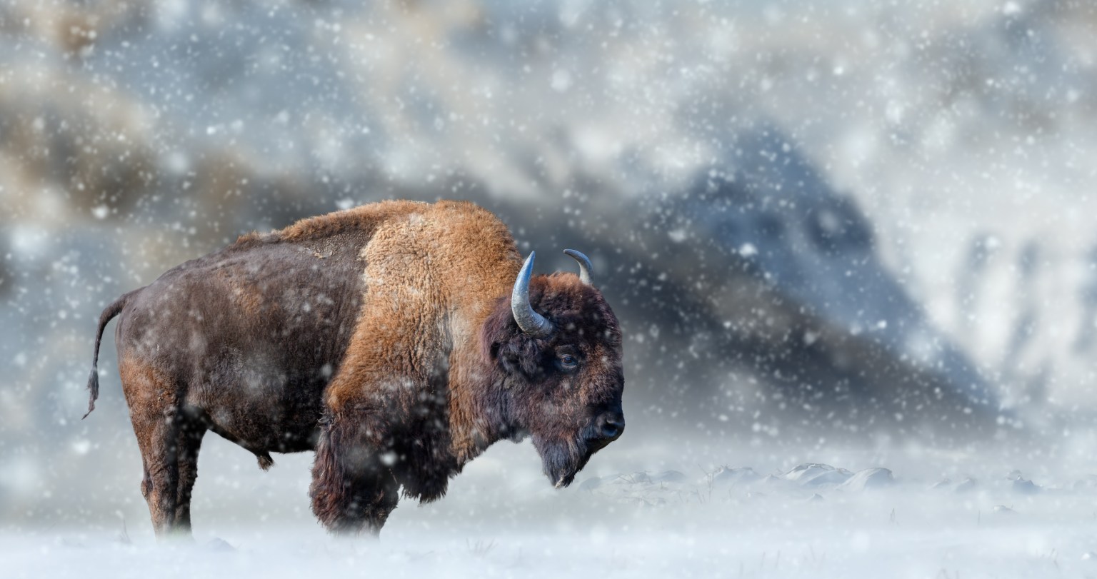 Yellowstone Bison Dives Into Snow Then Instantly Changes Its Mind ...