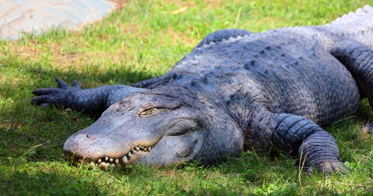 Forget Groundhog's Day, Big Al The Alligator Determines Spring Or ...